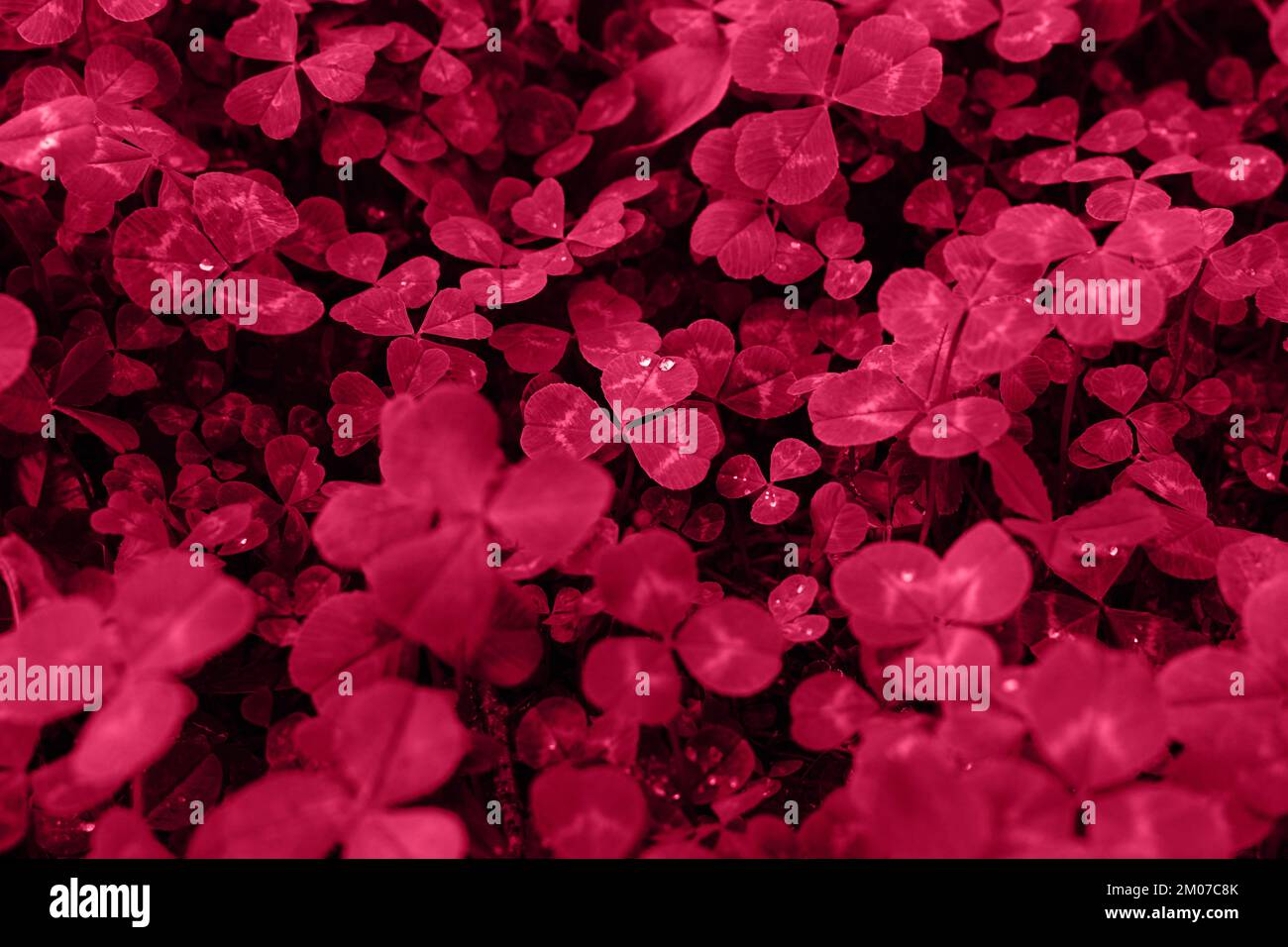 Viva Magenta toned clover backdrop. Monochrome Viva Magenta clover with ...