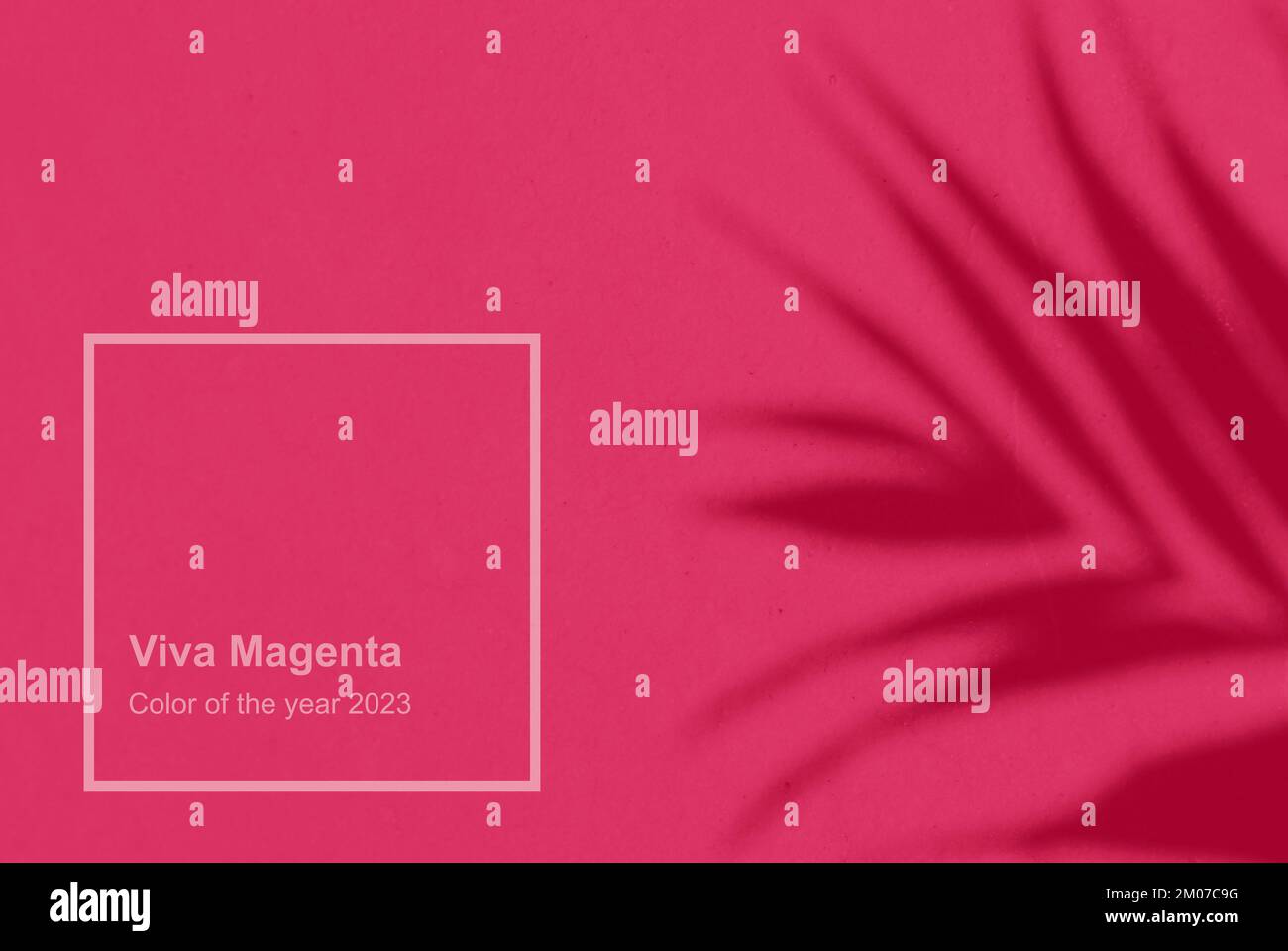 Shadow leaf dypsis on Viva Magenta color wall. Viva Magenta Pantone ...