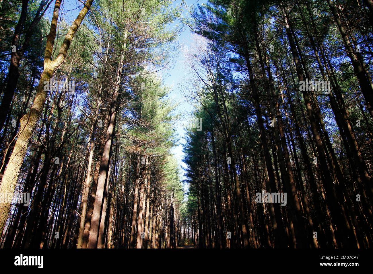 Tall Pines Area, Walnut Woods Metro Park, Groveport, Ohio Stock Photo ...