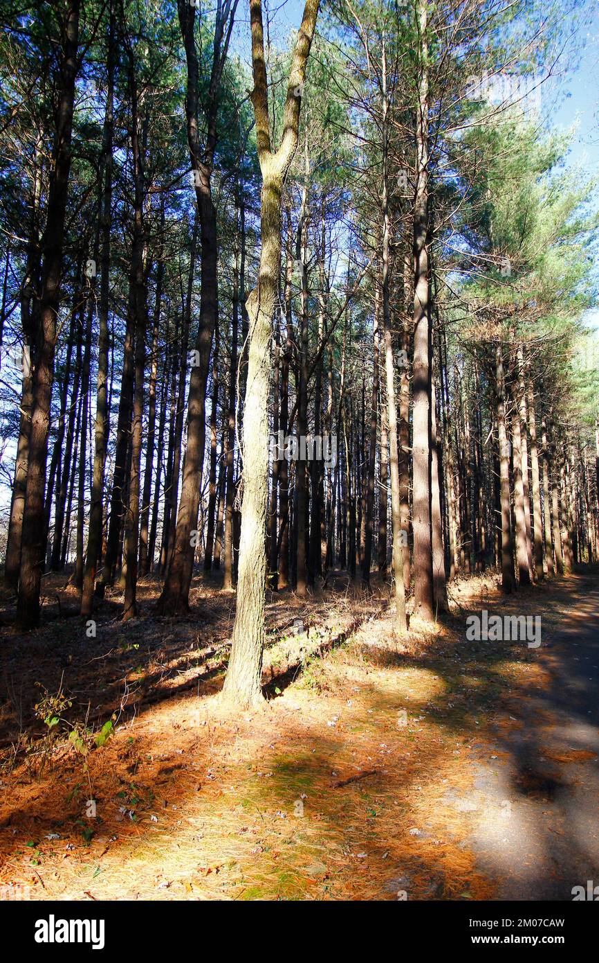 Tall Pines Area, Walnut Woods Metro Park, Groveport, Ohio Stock Photo ...