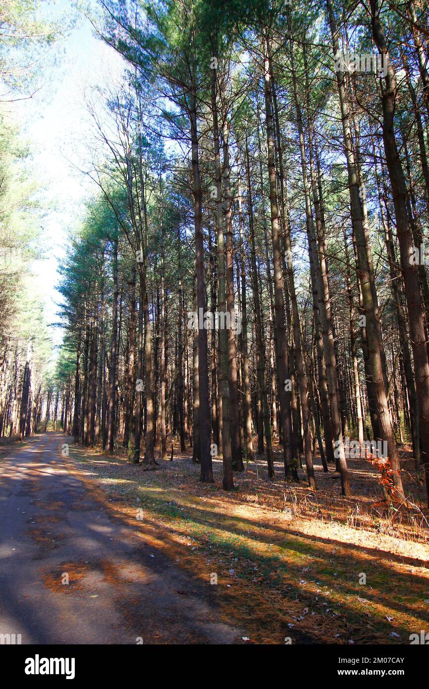 Tall Pines Area, Walnut Woods Metro Park, Groveport, Ohio Stock Photo ...
