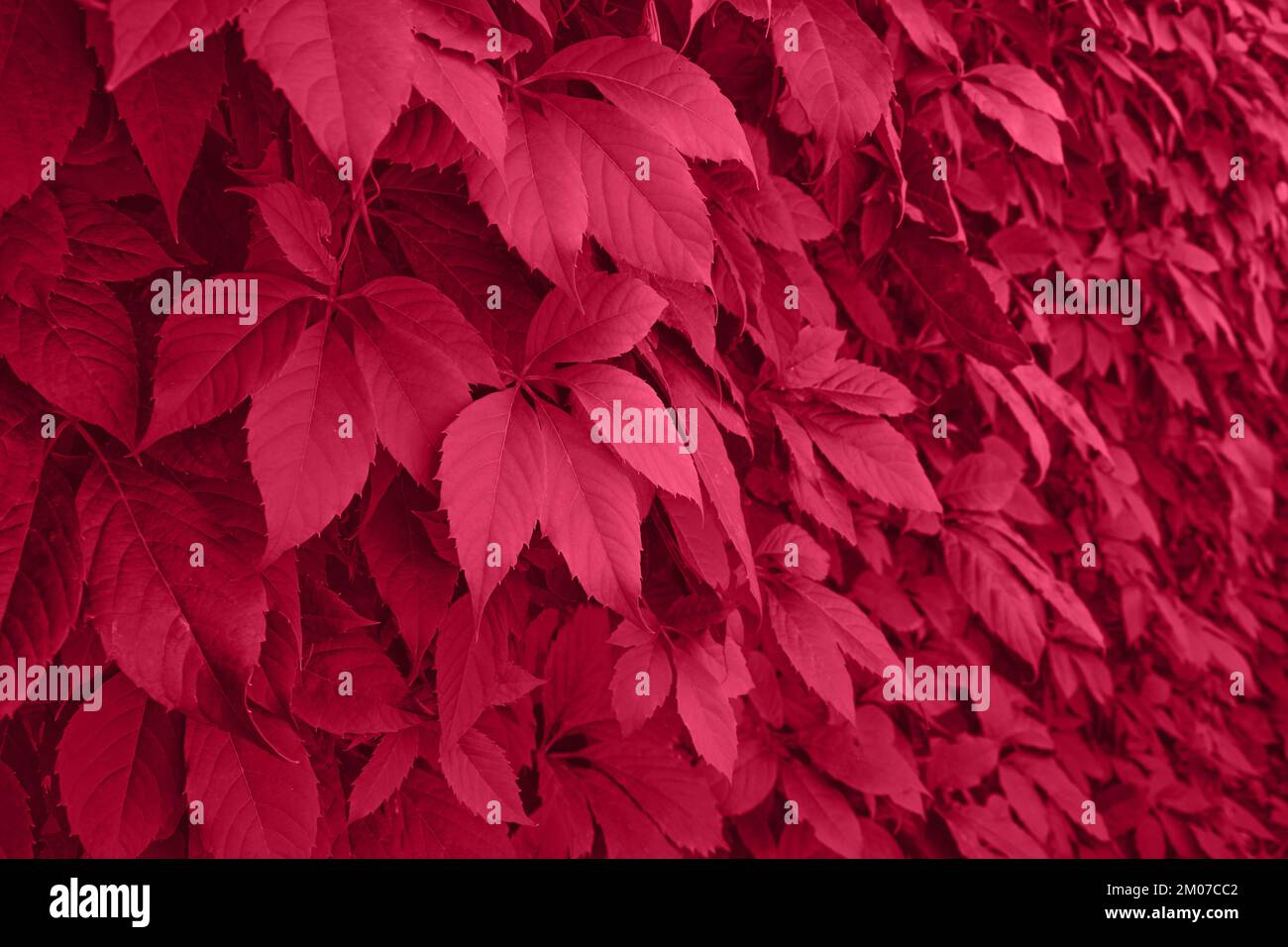 Viva Magenta grape leaves on the wall close-up. Wild grapes monochrome ...