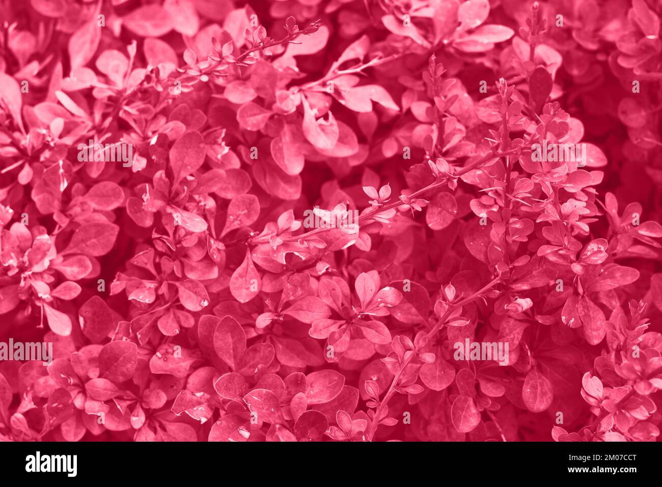 Viva magenta color leaf texture, nature monochrom background. Color of ...