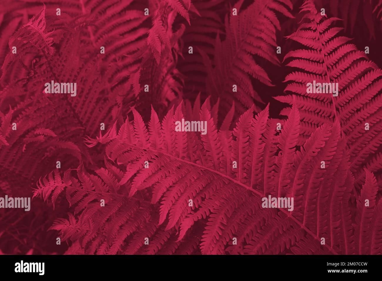 Viva Magenta beautiful view of fern plant in monochrome color. Forest ...