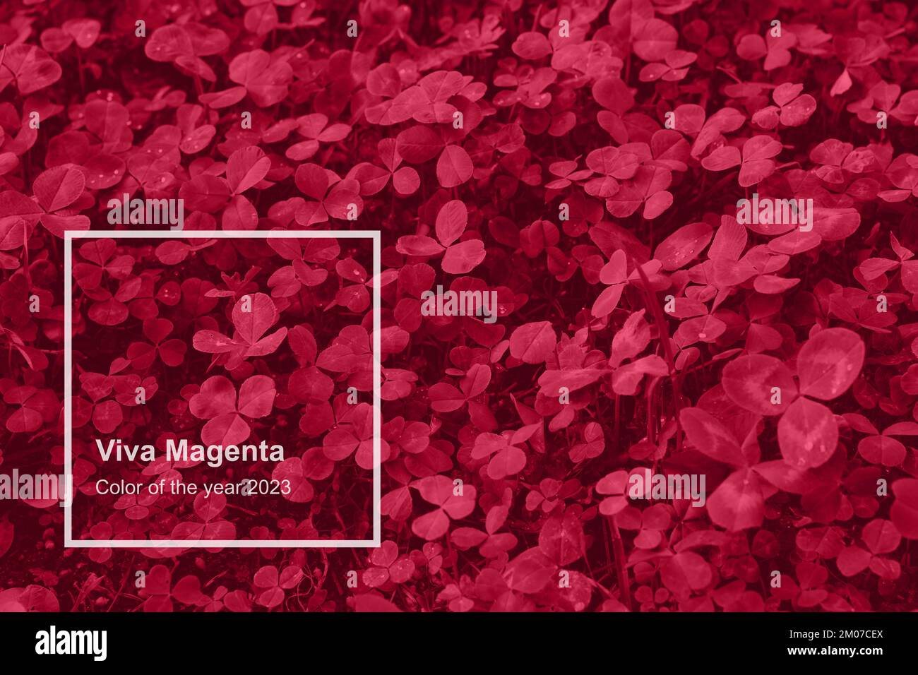 Viva Magenta toned clover backdrop. Monochrome Viva Magenta clover with ...