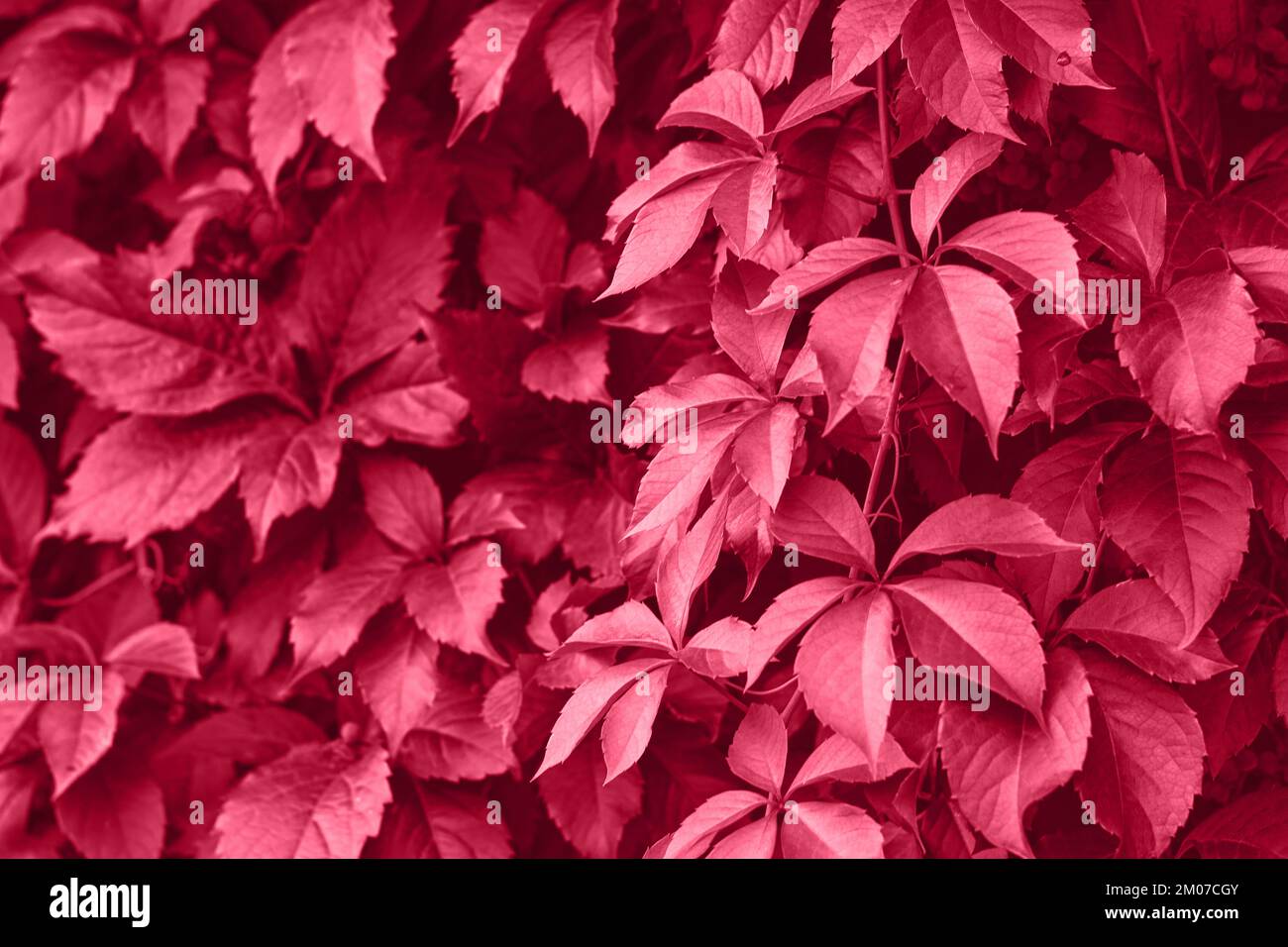 Viva Magenta grape leaves on the wall close-up. Wild grapes monochrome ...