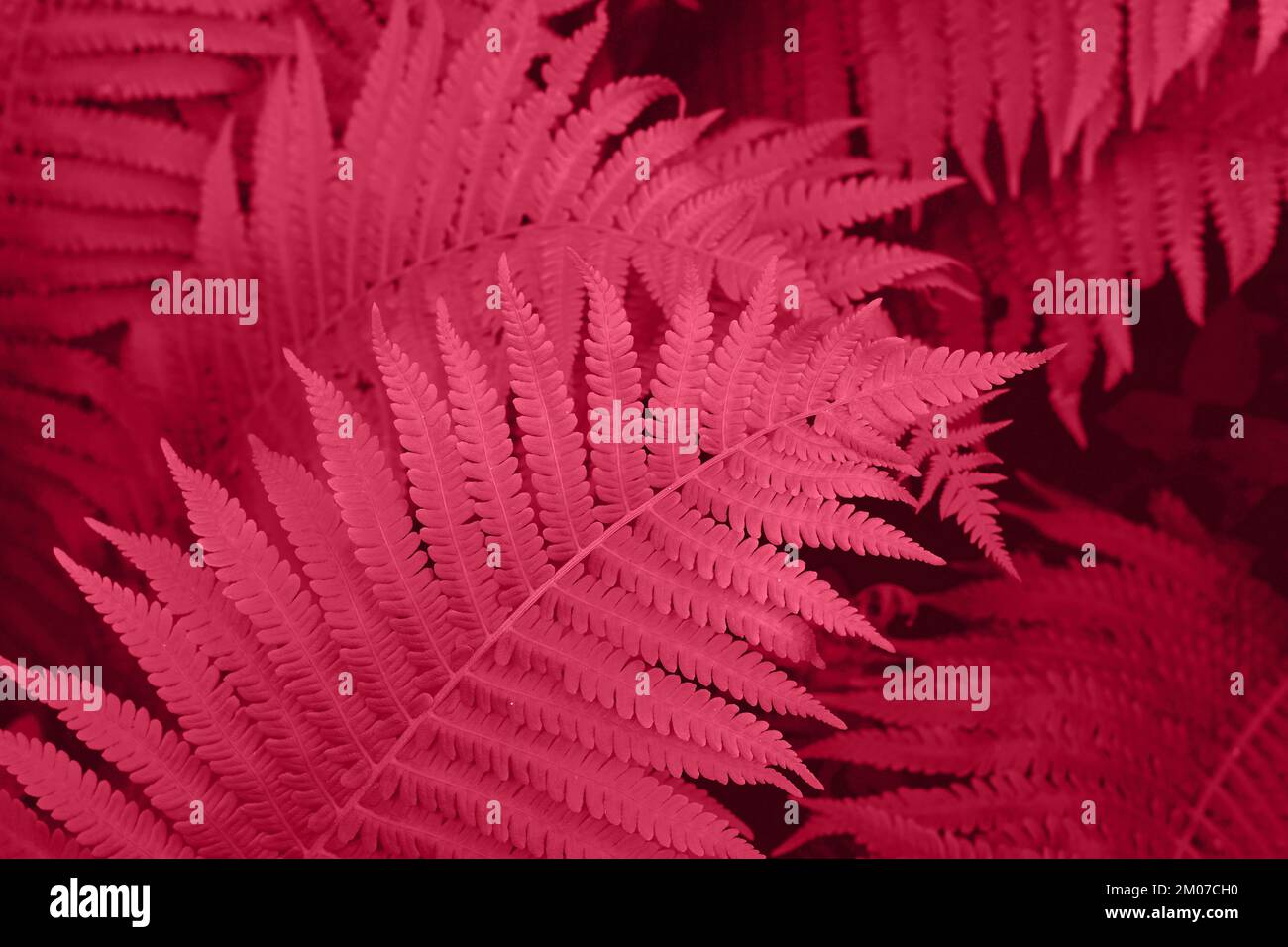 Viva Magenta beautiful view of fern plant in monochrome color. Forest ...