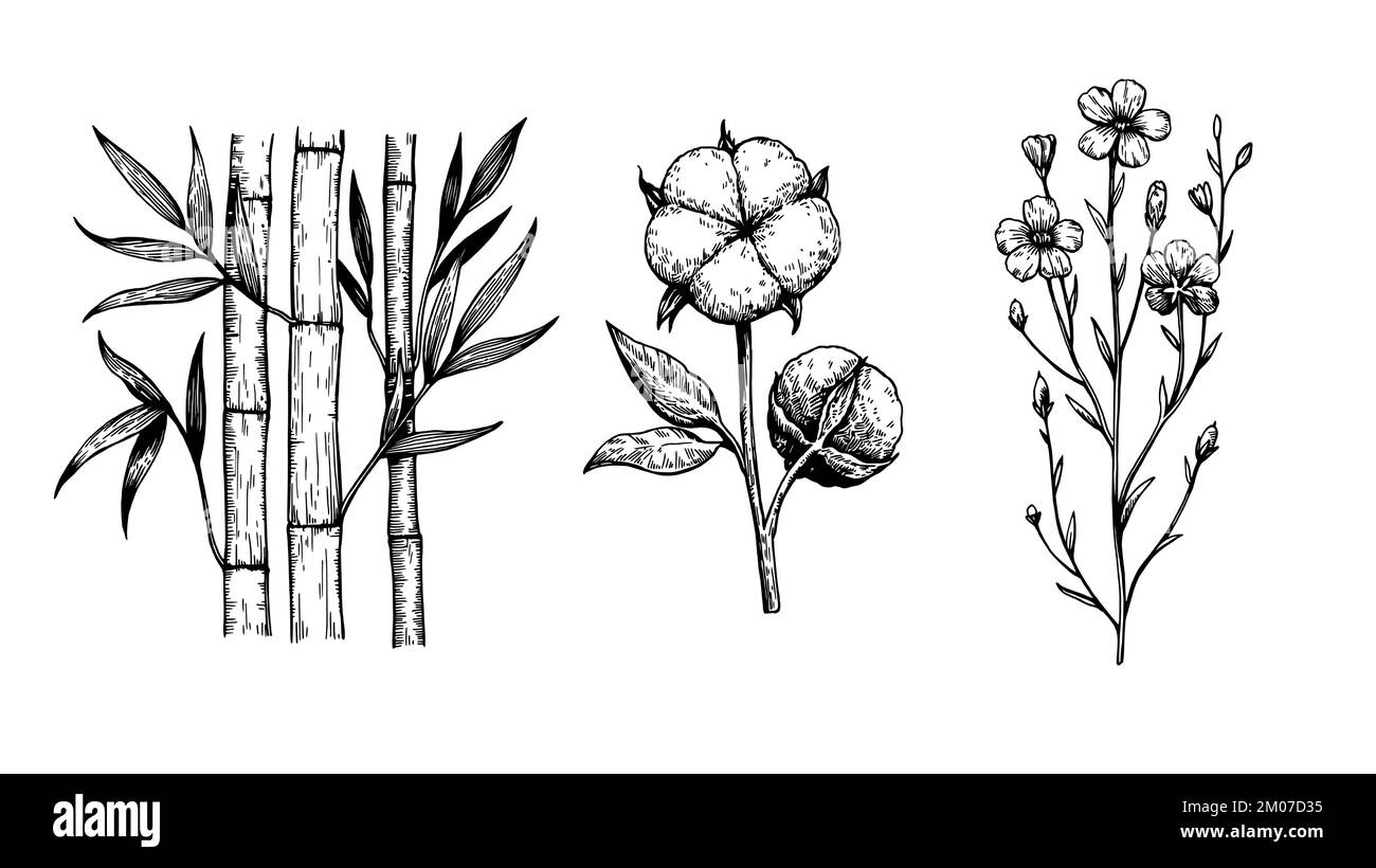 Vector illustration of bamboo, cotton and flax in engraving retro style ...