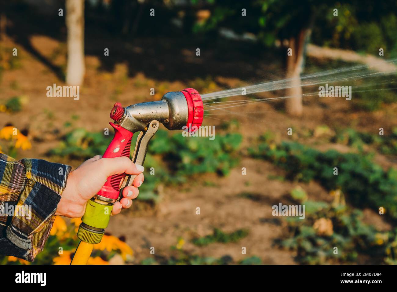 View woman hands watering plants from the hose, makes a rain in the ...