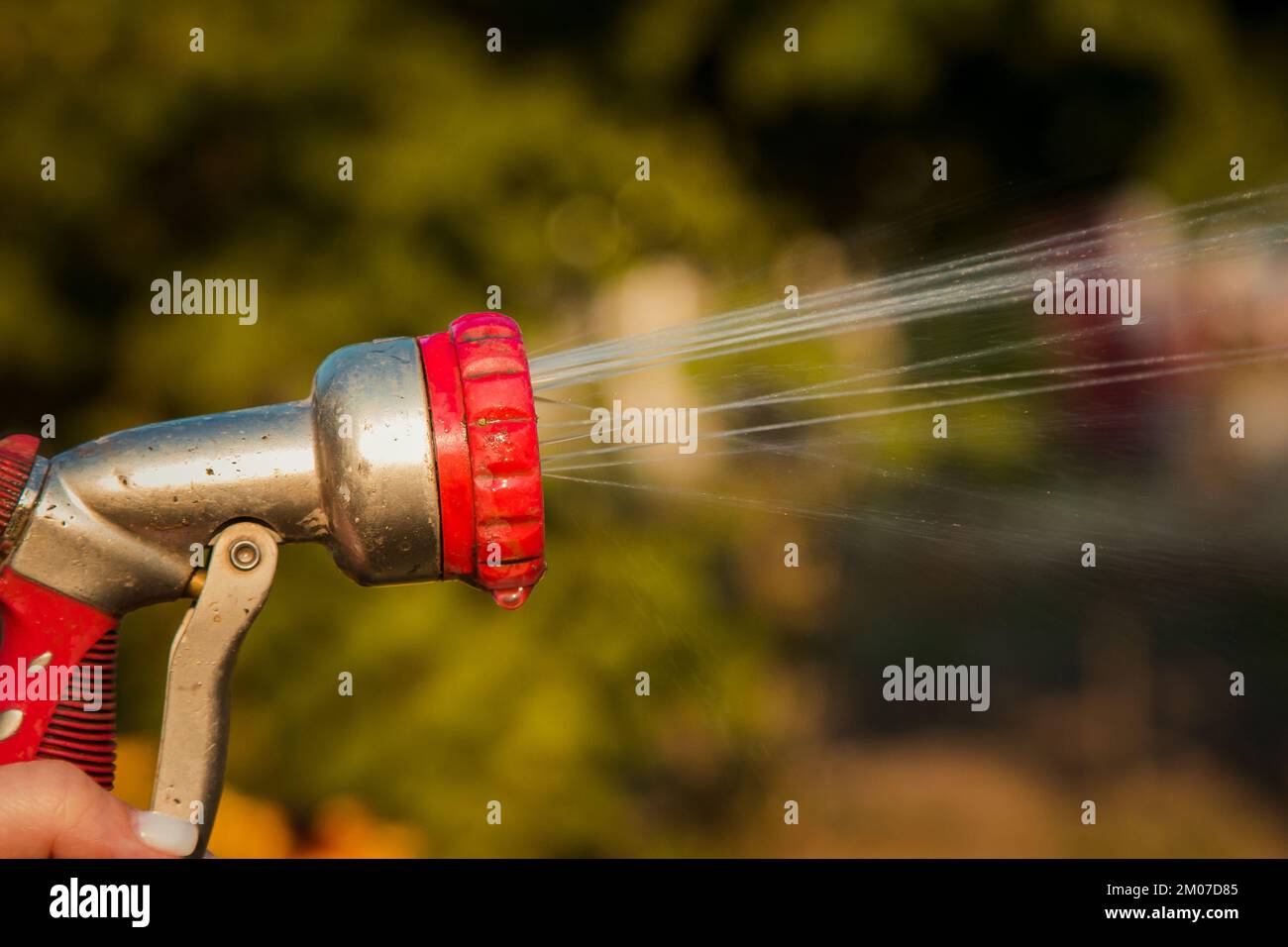 View woman hands watering plants from the hose, makes a rain in the ...