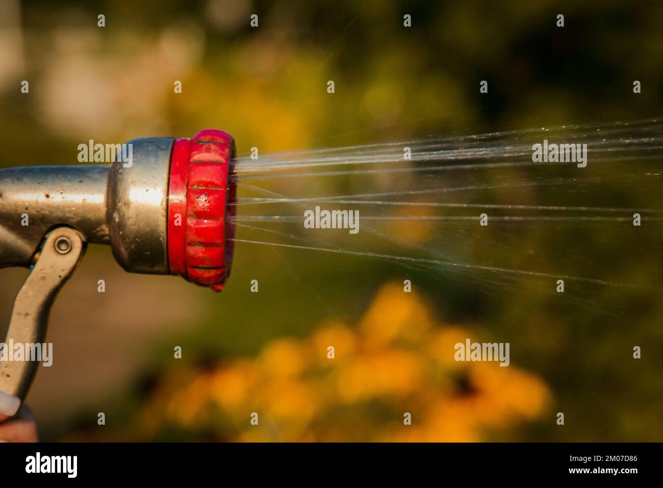 View woman hands watering plants from the hose, makes a rain in the ...