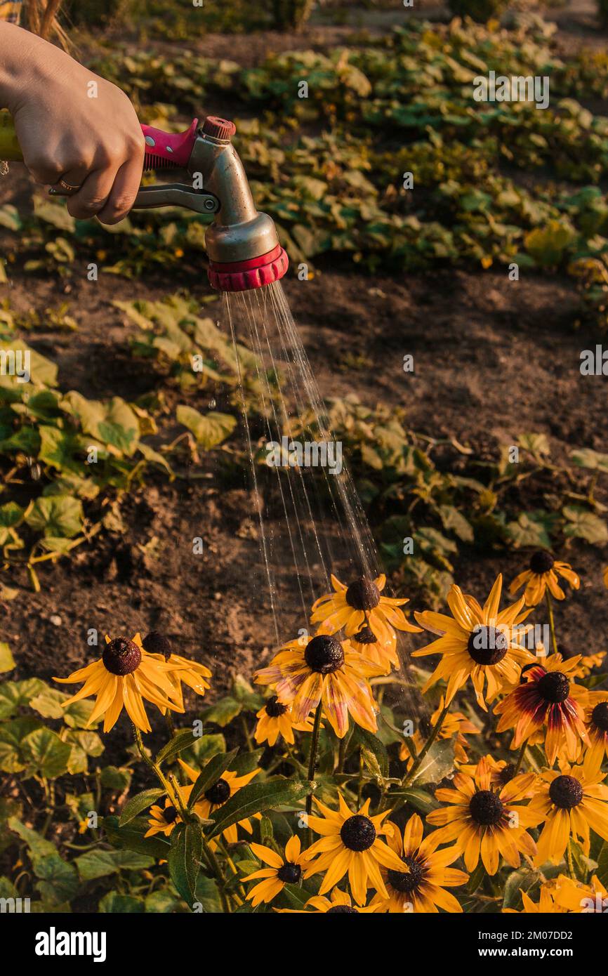 View woman hands watering plants from the hose, makes a rain in the ...
