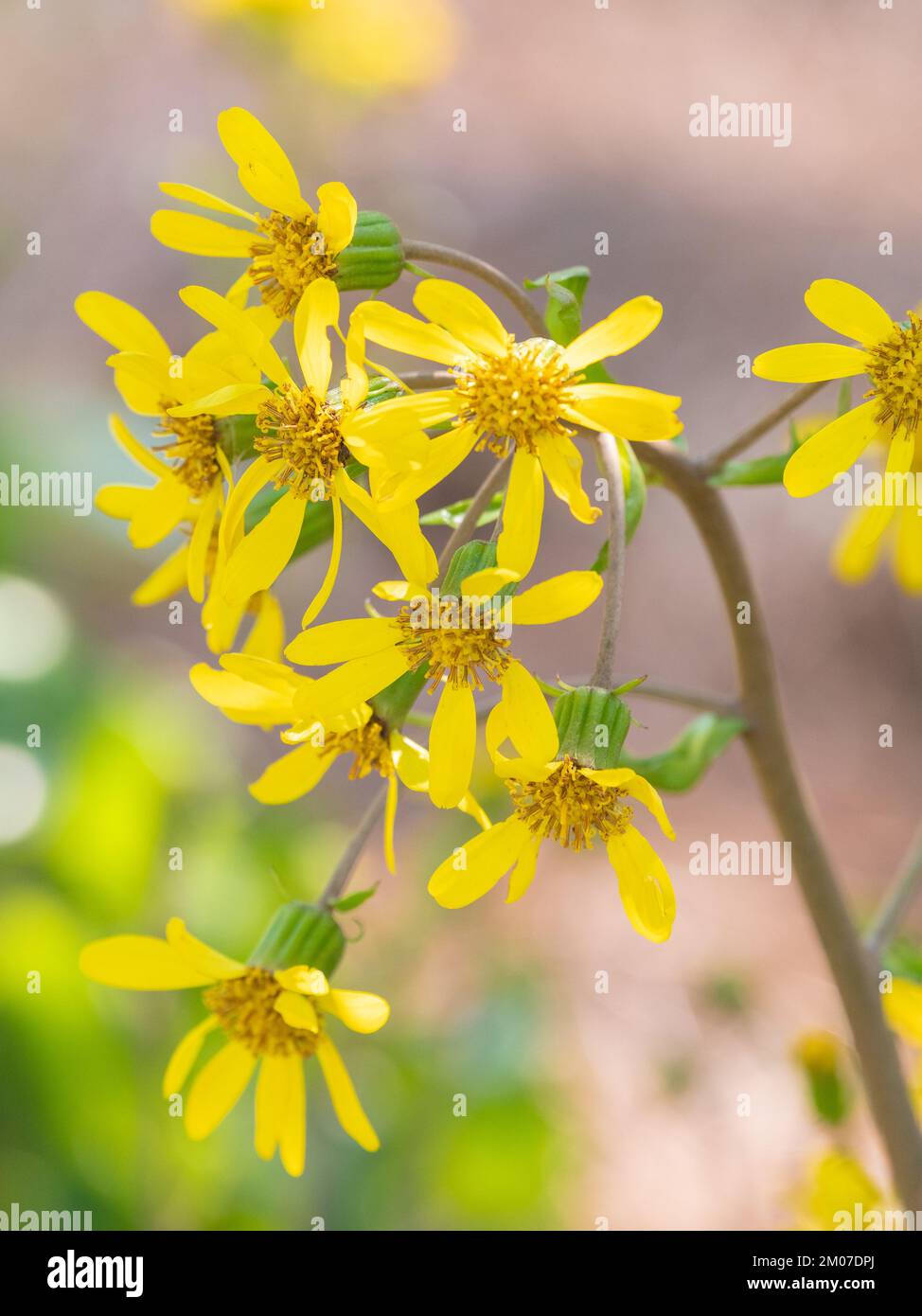 The yellow daisy like flowers of ligularia are bright and cheerful ...