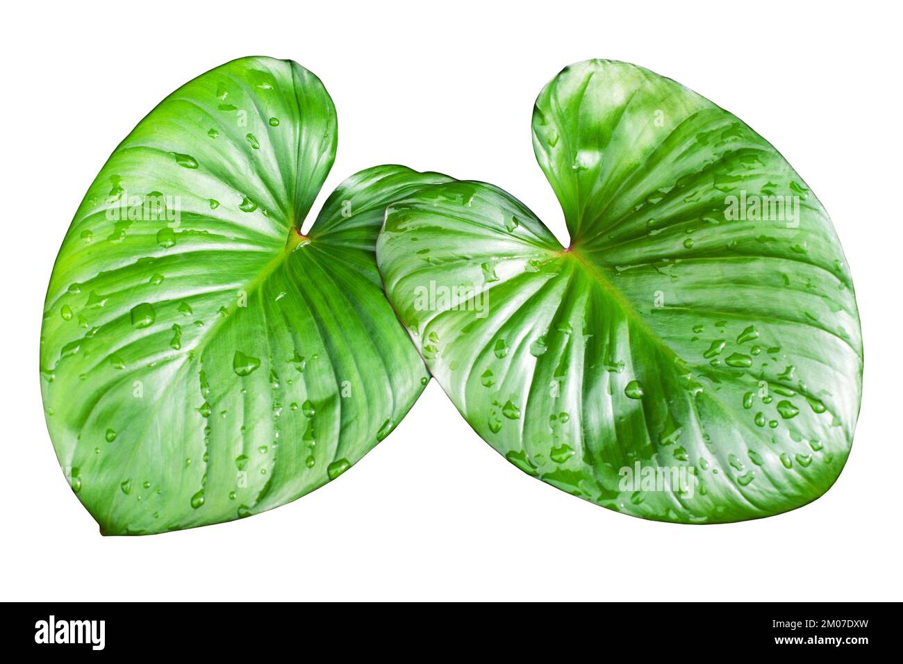 Two Philodendron green leaves water drops white background isolated ...
