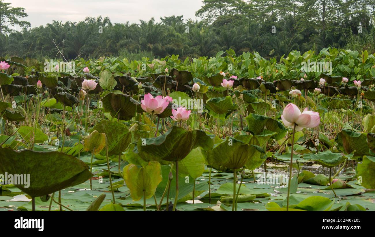 Lotusflower hi-res stock photography and images - Alamy