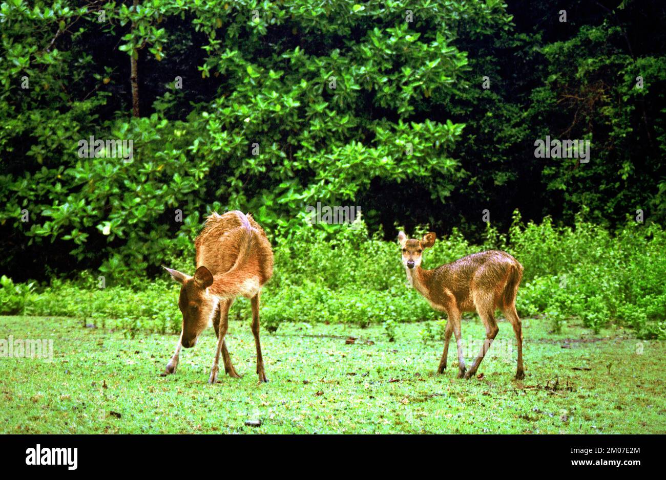 Habituated javan deers hi-res stock photography and images - Alamy