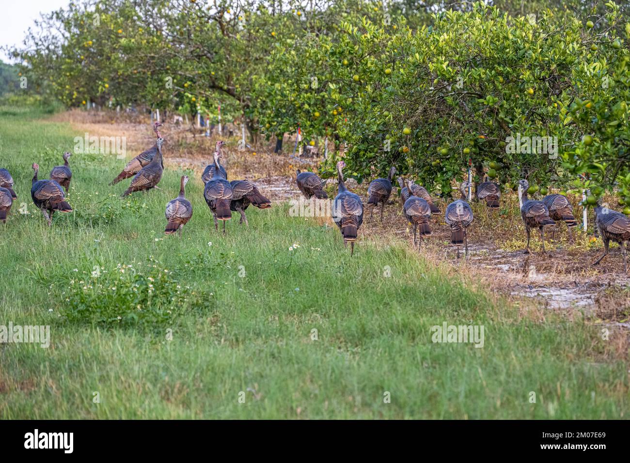 Turkeys fruit grove hi-res stock photography and images - Alamy
