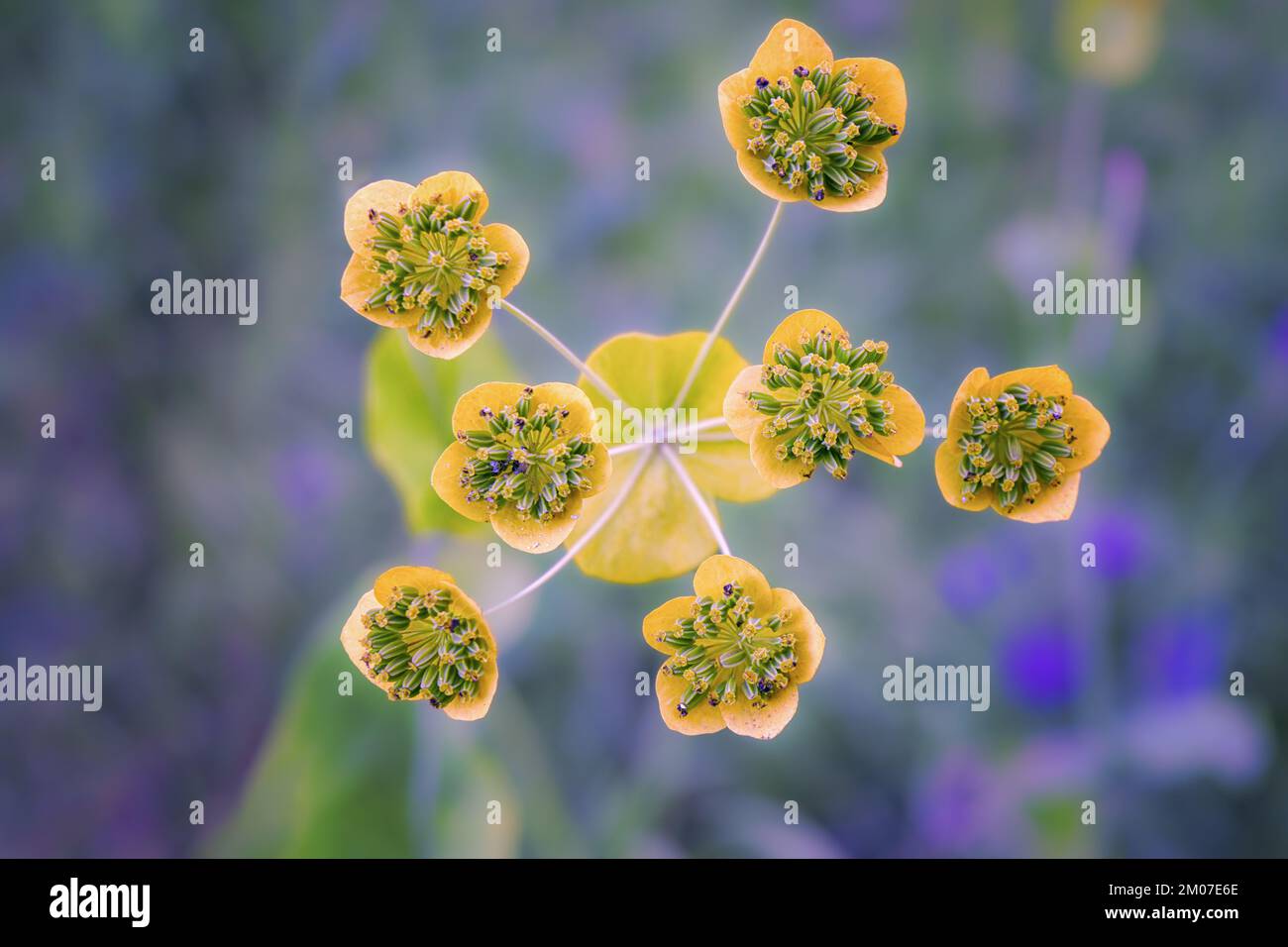 Bupleurum aureum hi-res stock photography and images - Alamy