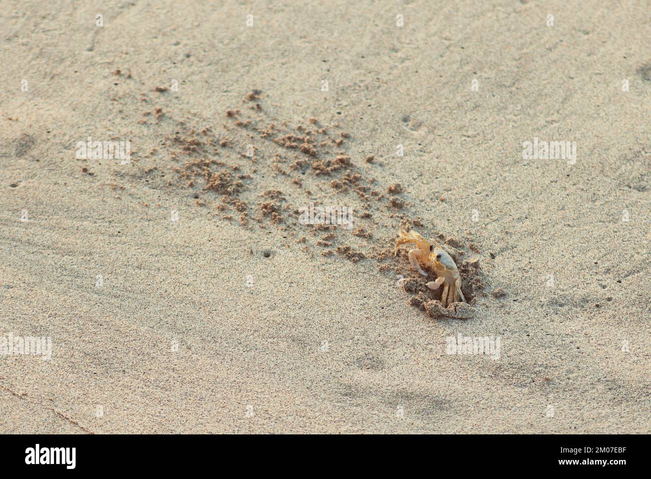 Crab digging a burrow on the edge of the beach with sand thrown at the ...