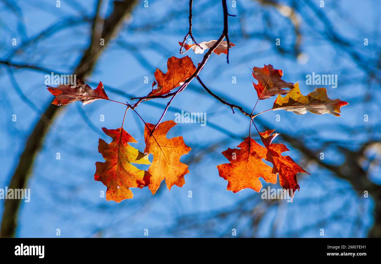 White oak twig (Quercus alba) in peak fall foliage. Leaves in shades of ...