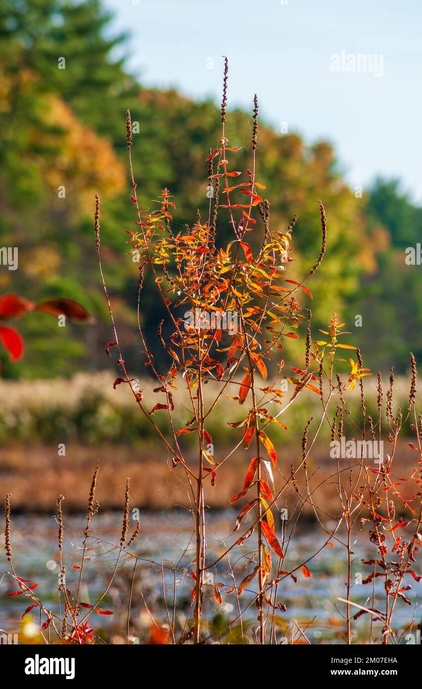 Lythrum salicaria seeds hi-res stock photography and images - Alamy