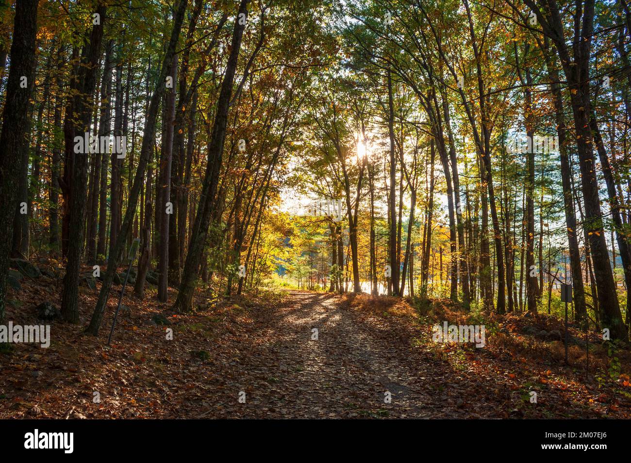 Path through a scenic forest. Beech, maple and oak trees in fall colors ...