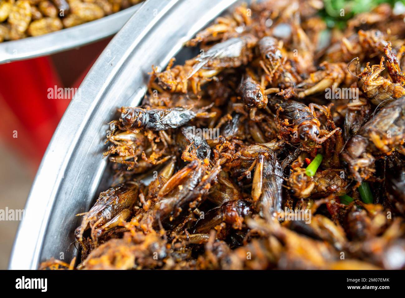 Fried crickets hi-res stock photography and images - Alamy