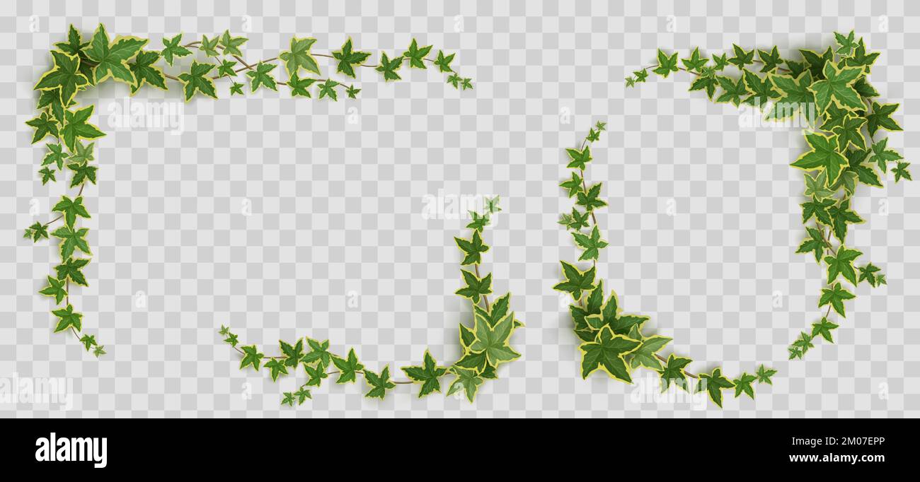 Ivy frames, climbing vine with green leaves of creeper plant ...