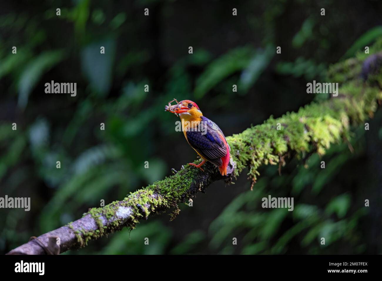 Oriental Dwarf Kingfisher (ODKF Stock Photo - Alamy