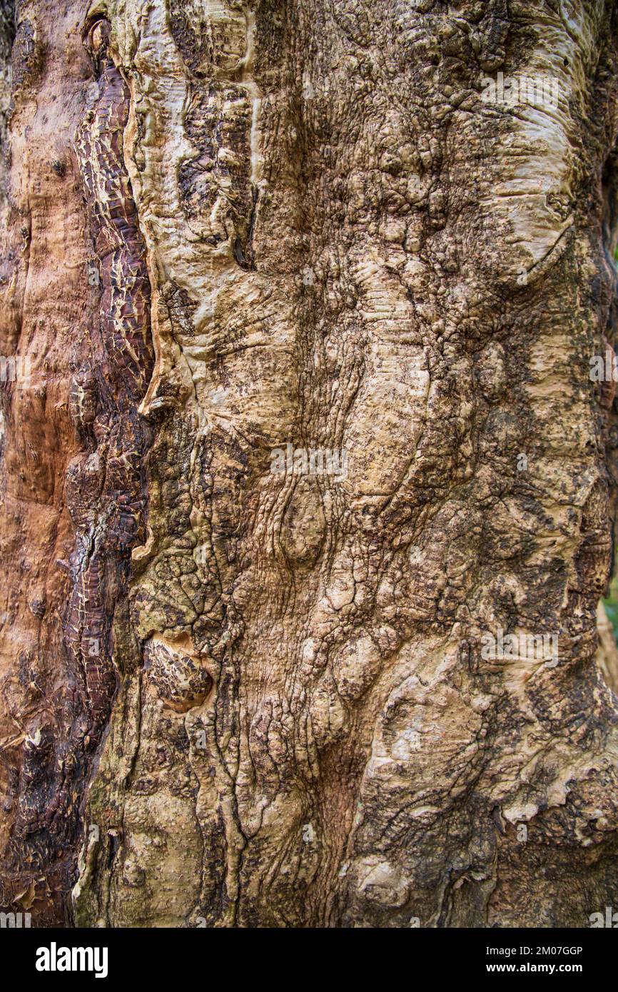 old Big tree bark textured may be used as a background wallpaper Stock ...