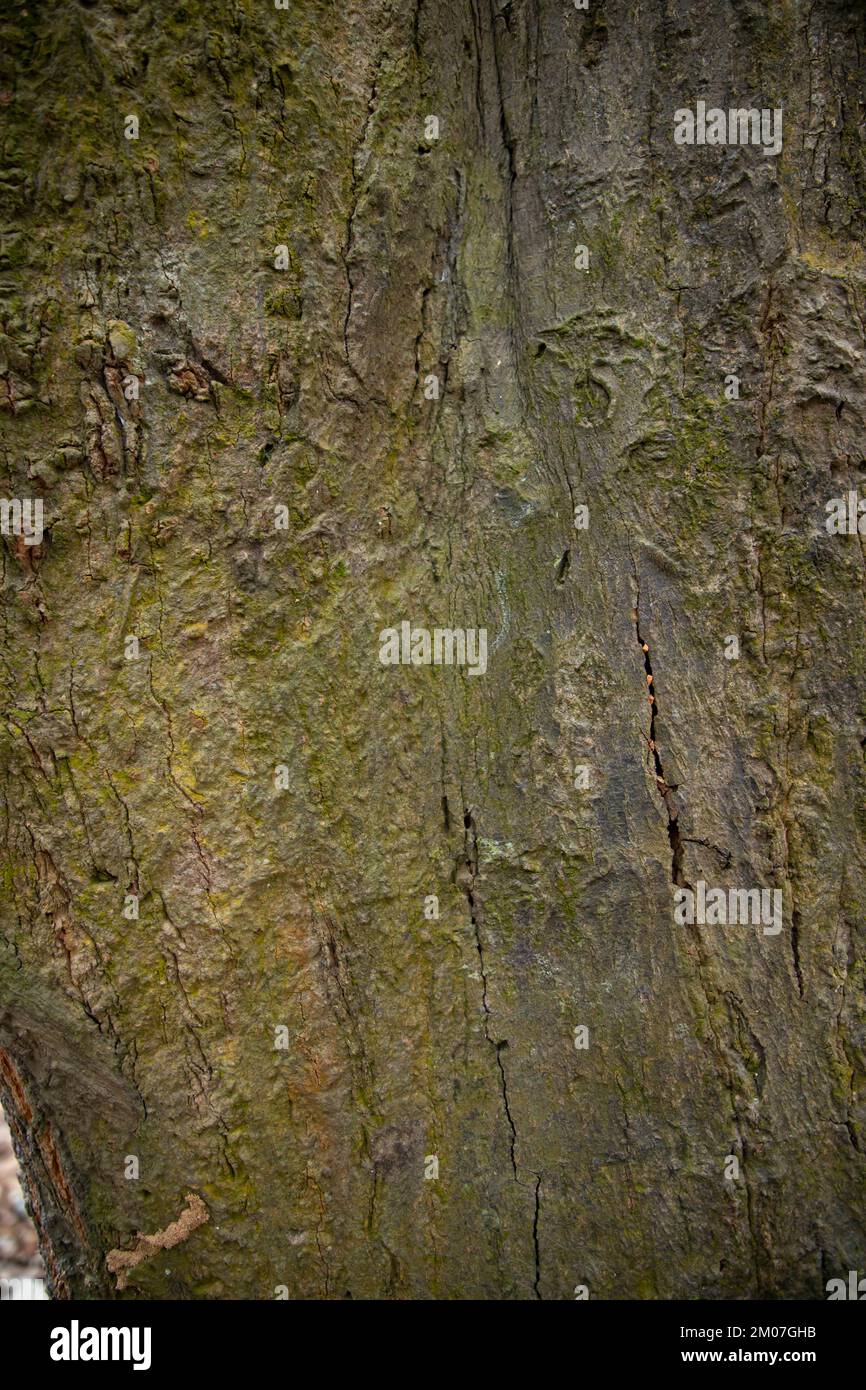 old Big tree bark textured may be used as a background wallpaper Stock ...