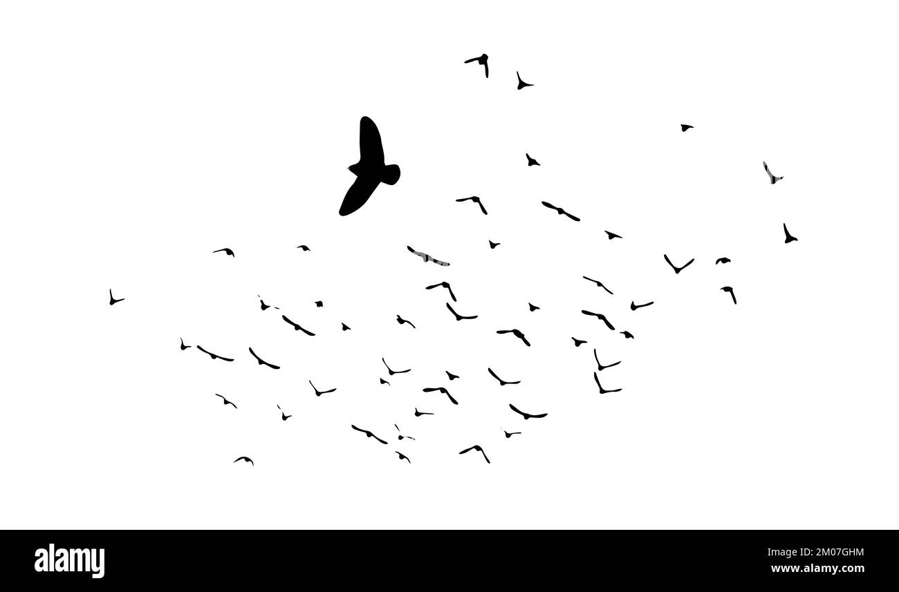 A flock of flying birds. Free birds. Vector illustration Stock Vector ...