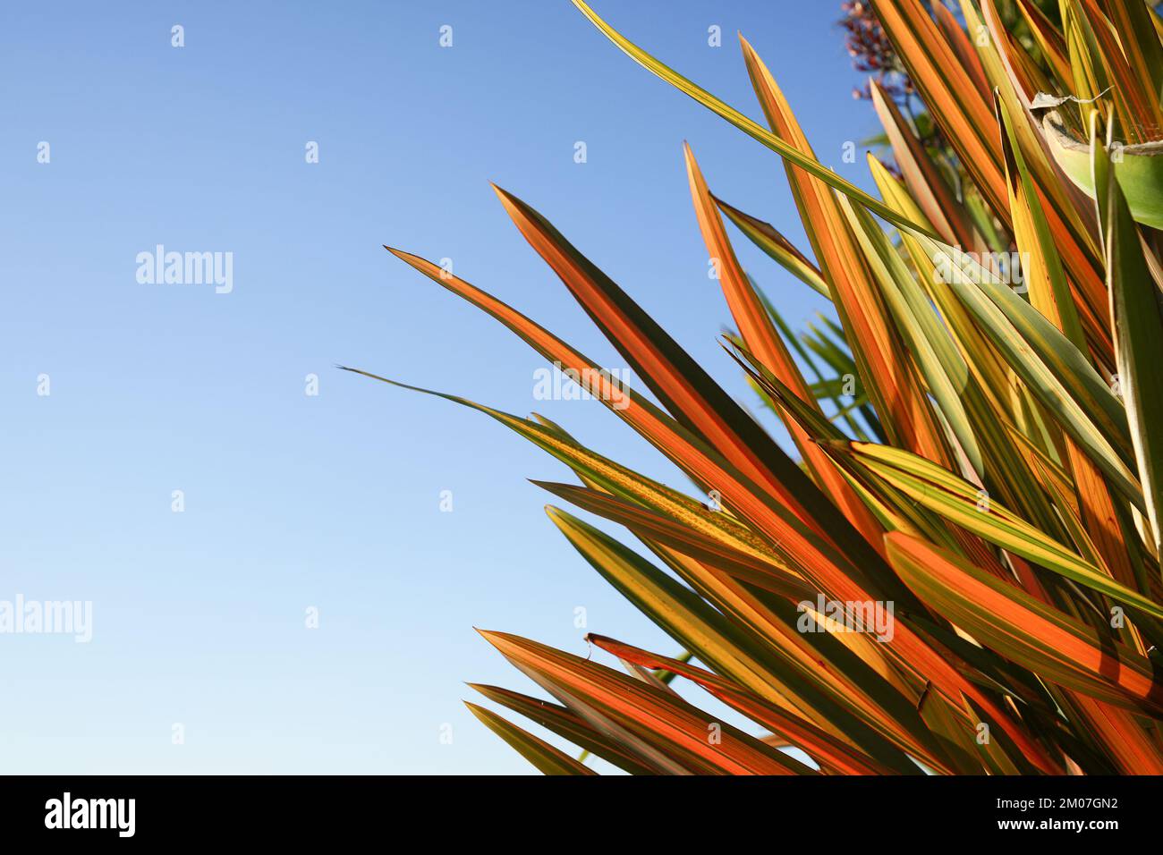 Red and green variety New Zealand flax against blue sky Stock Photo - Alamy