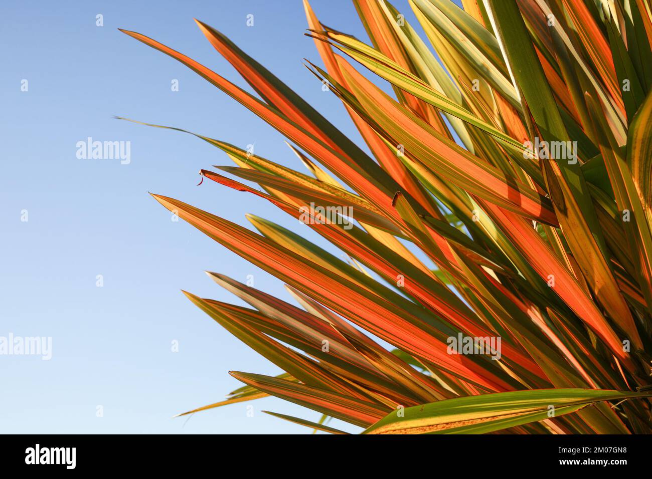 Red and green variety New Zealand flax against blue sky Stock Photo - Alamy