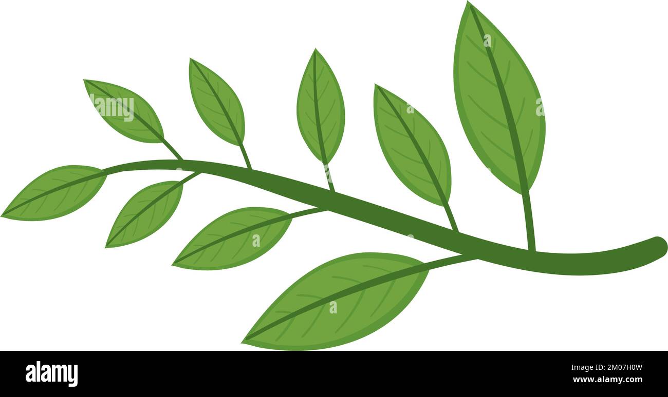 matcha leaves icon Stock Vector Image & Art - Alamy