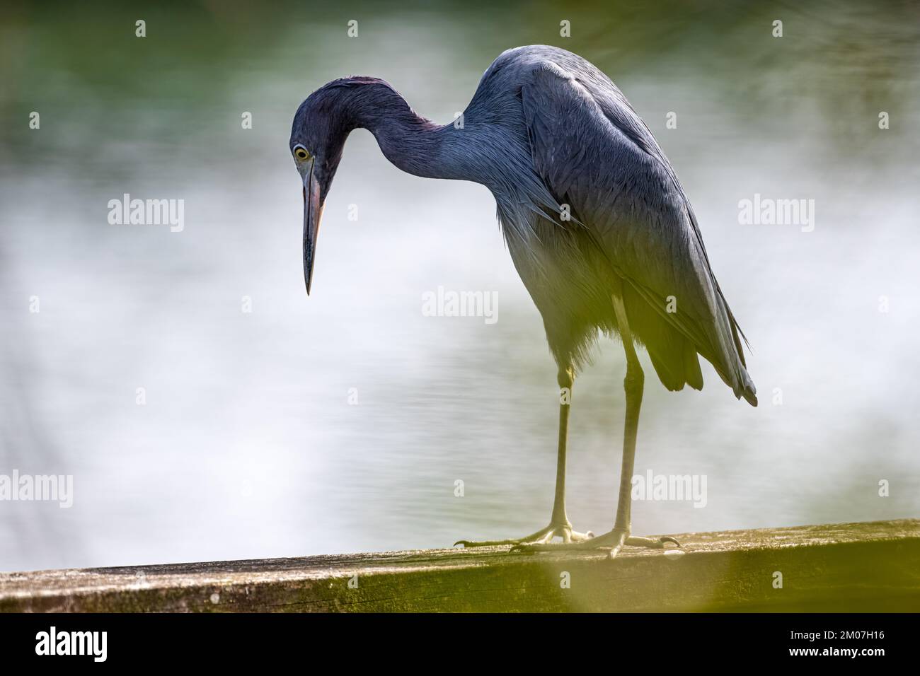 Little blue heron (Egretta caerulea) at Bird Island Park in Ponte Vedra ...