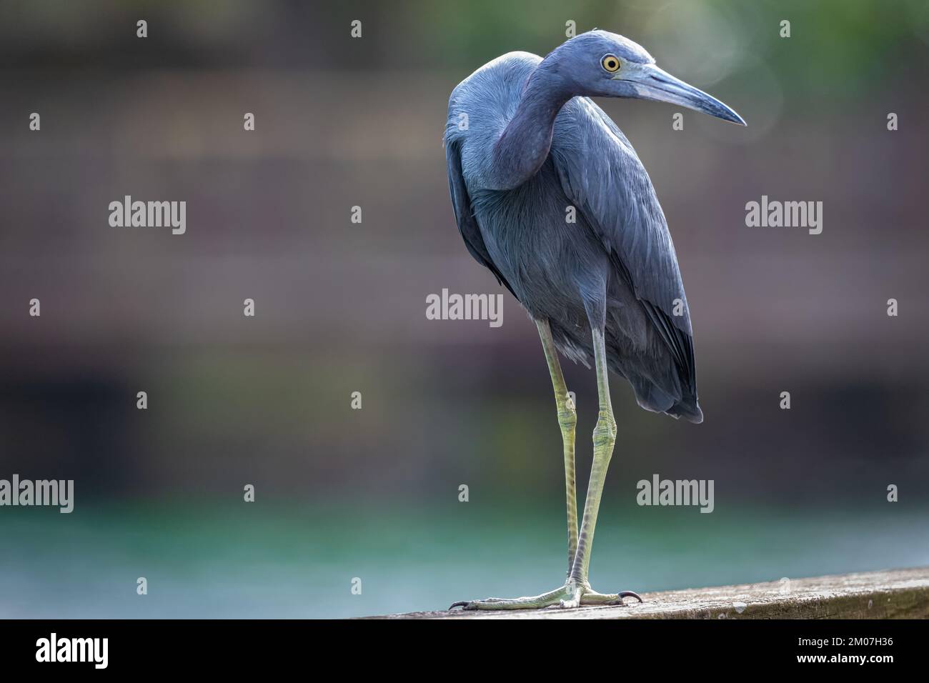 Little blue heron (Egretta caerulea) at Bird Island Park in Ponte Vedra ...