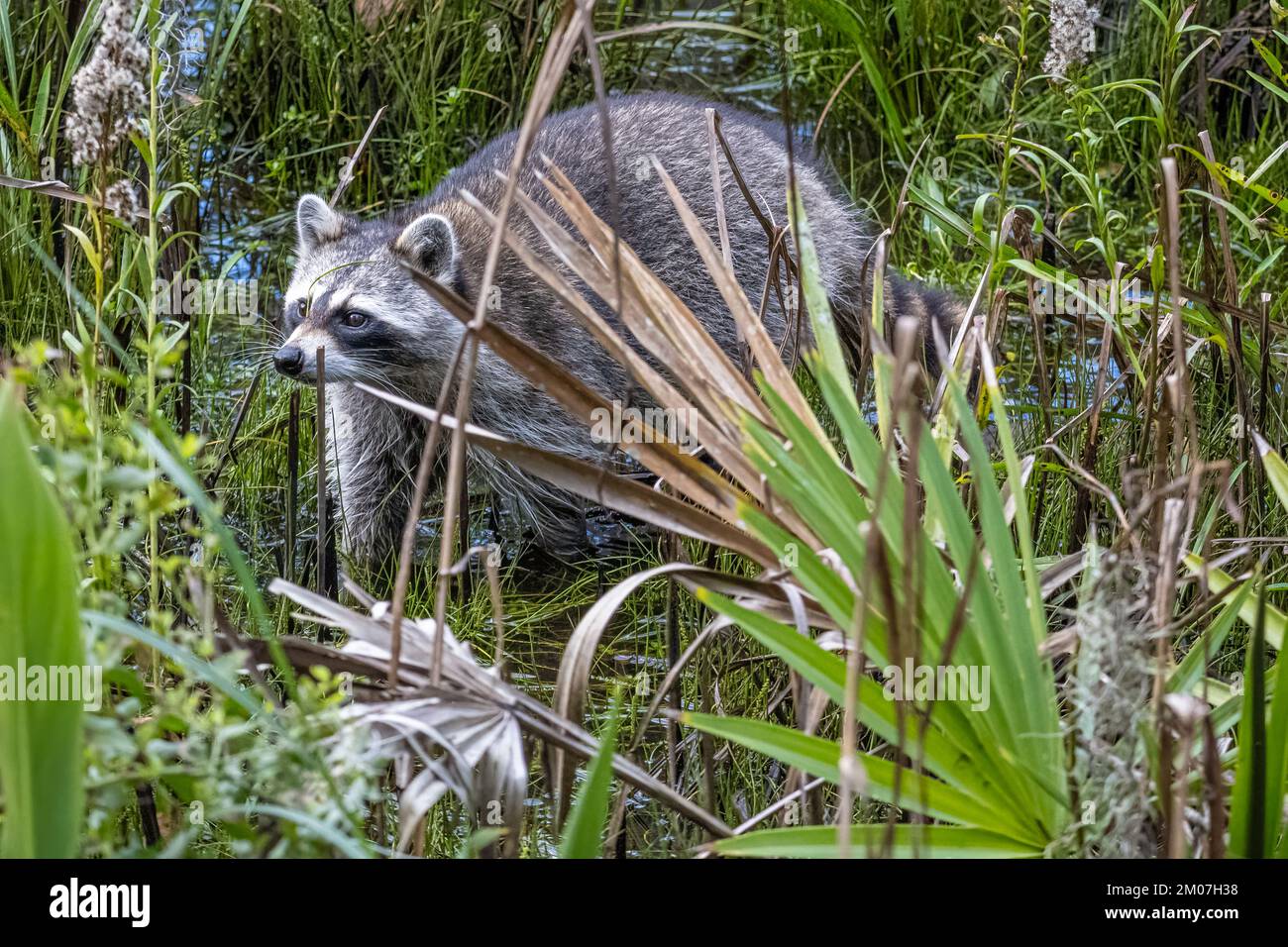 Raccoon (Procyon lotor) wandering through a marsh area at Cradle Creek ...