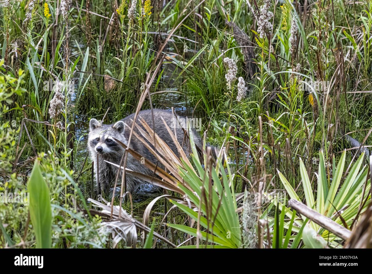 Raccoon (Procyon lotor) foraging through a marsh area at Cradle Creek ...