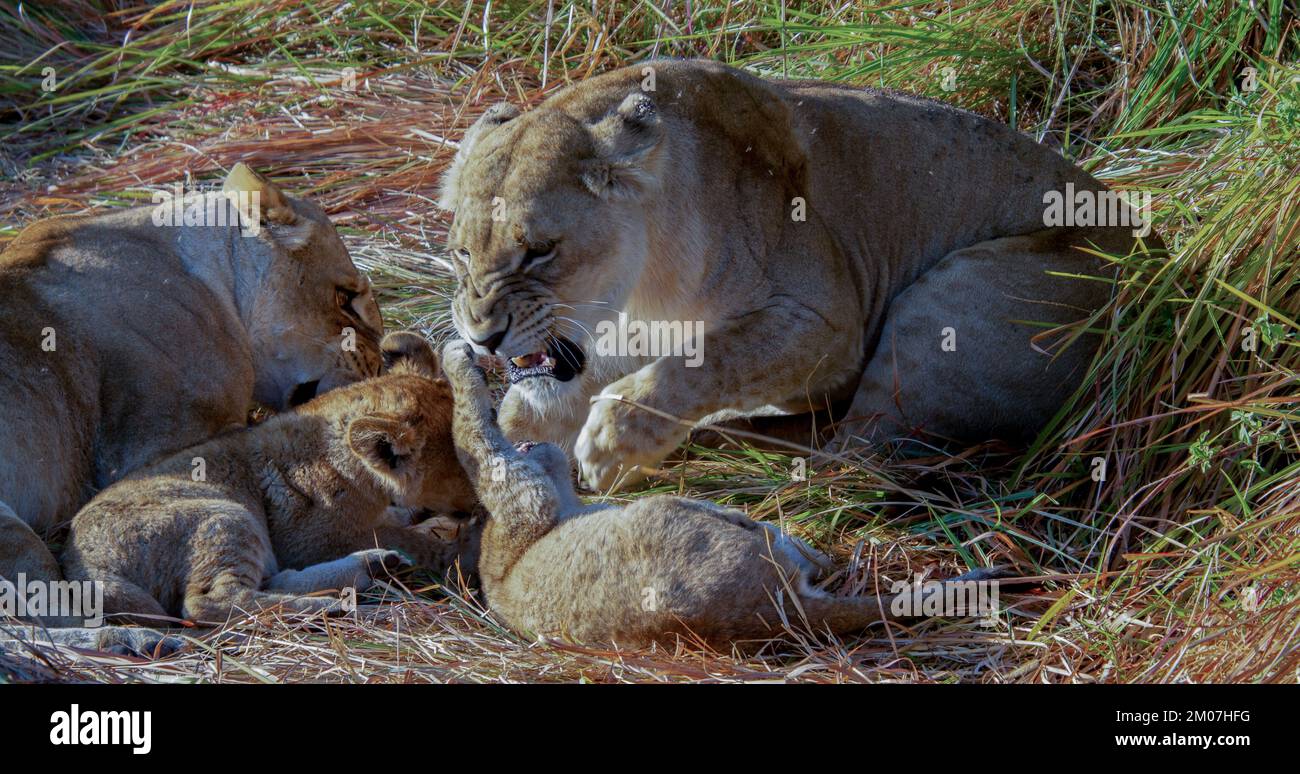 Lion's den in africa hi-res stock photography and images - Alamy