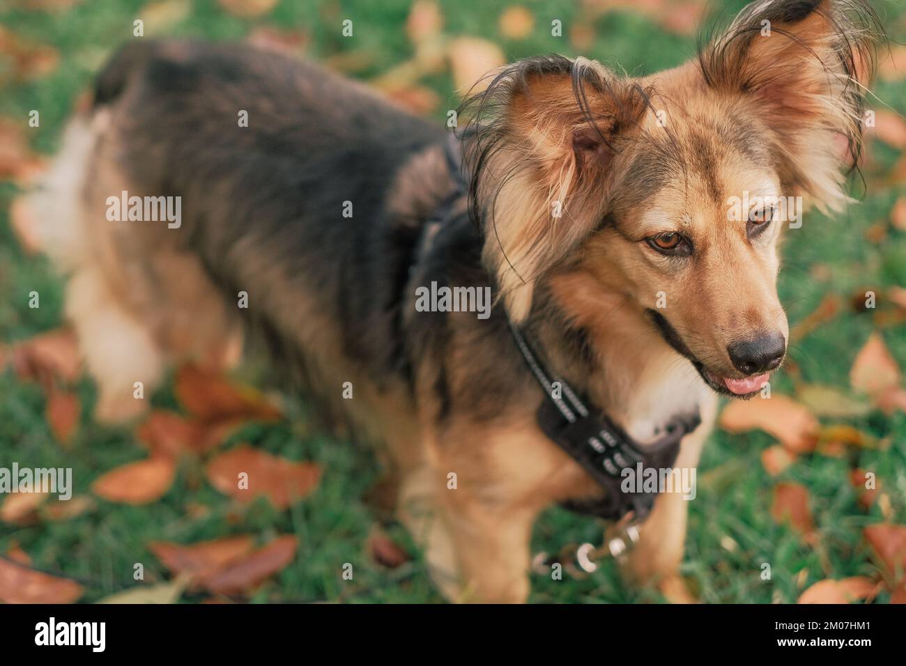 High angle close-up of mixed-breed multicolor dog outdoor. Medium-sized ...