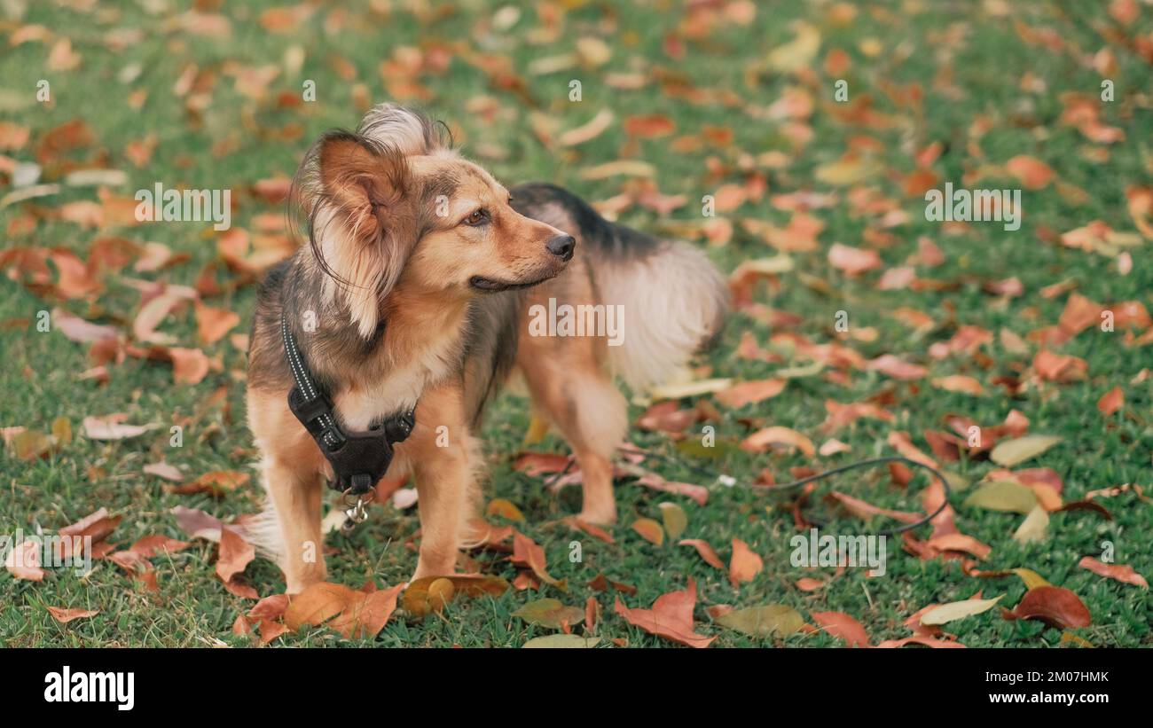 Mixed-breed multicolor dog with harness outdoor. Medium-sized pet in ...