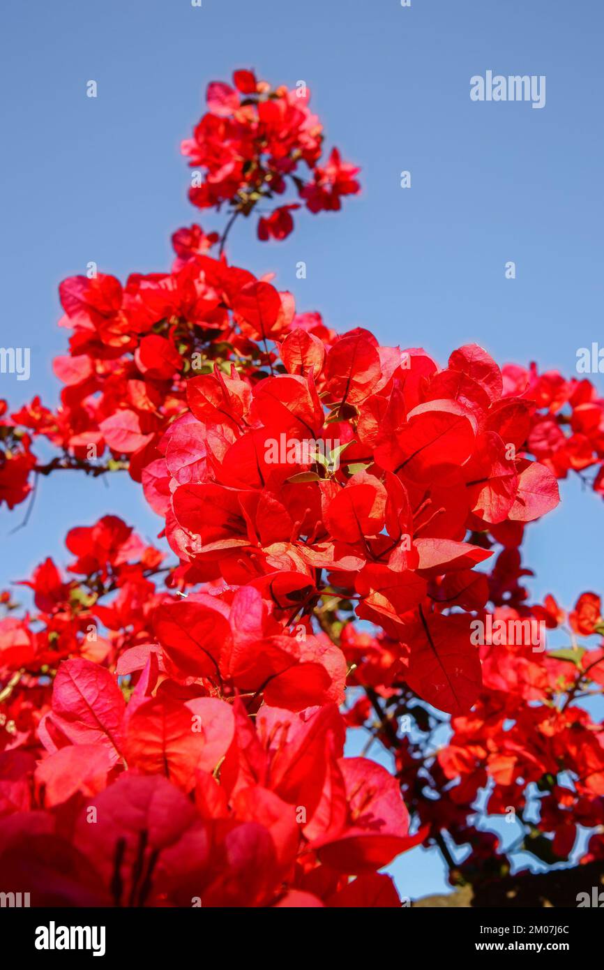 Bright red bloom of bougainvillea vine against blue sky Stock Photo - Alamy