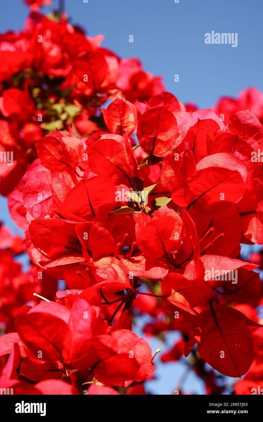 Bright red bloom of bougainvillea vine against blue sky Stock Photo - Alamy