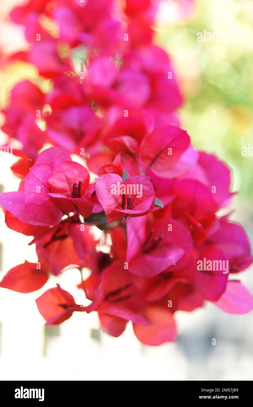 Pretty bougainvillea flower sky hi-res stock photography and images - Alamy