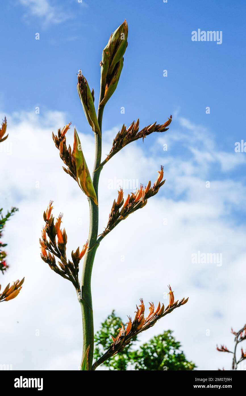 Closeup New Zealand flax flower showing detail against blue sky with ...