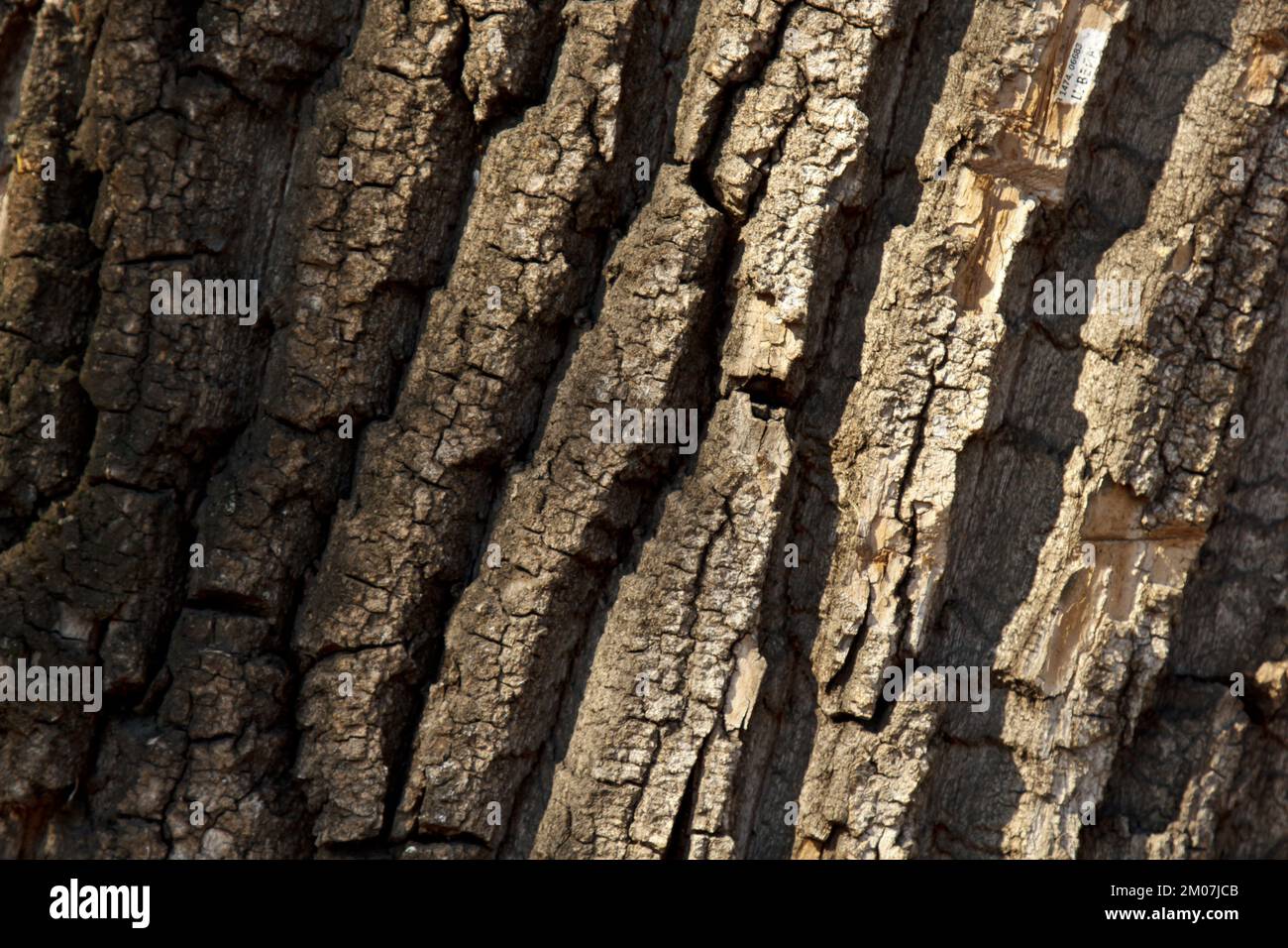 cracked tree bark close-up. old wood texture. background Stock Photo ...