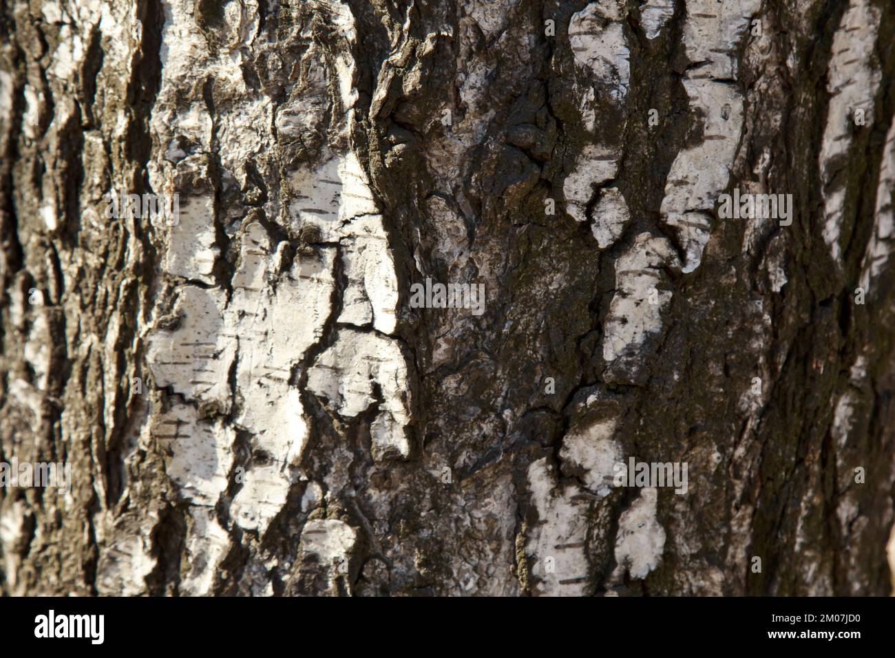 cracked tree bark close-up. old wood texture. background Stock Photo ...