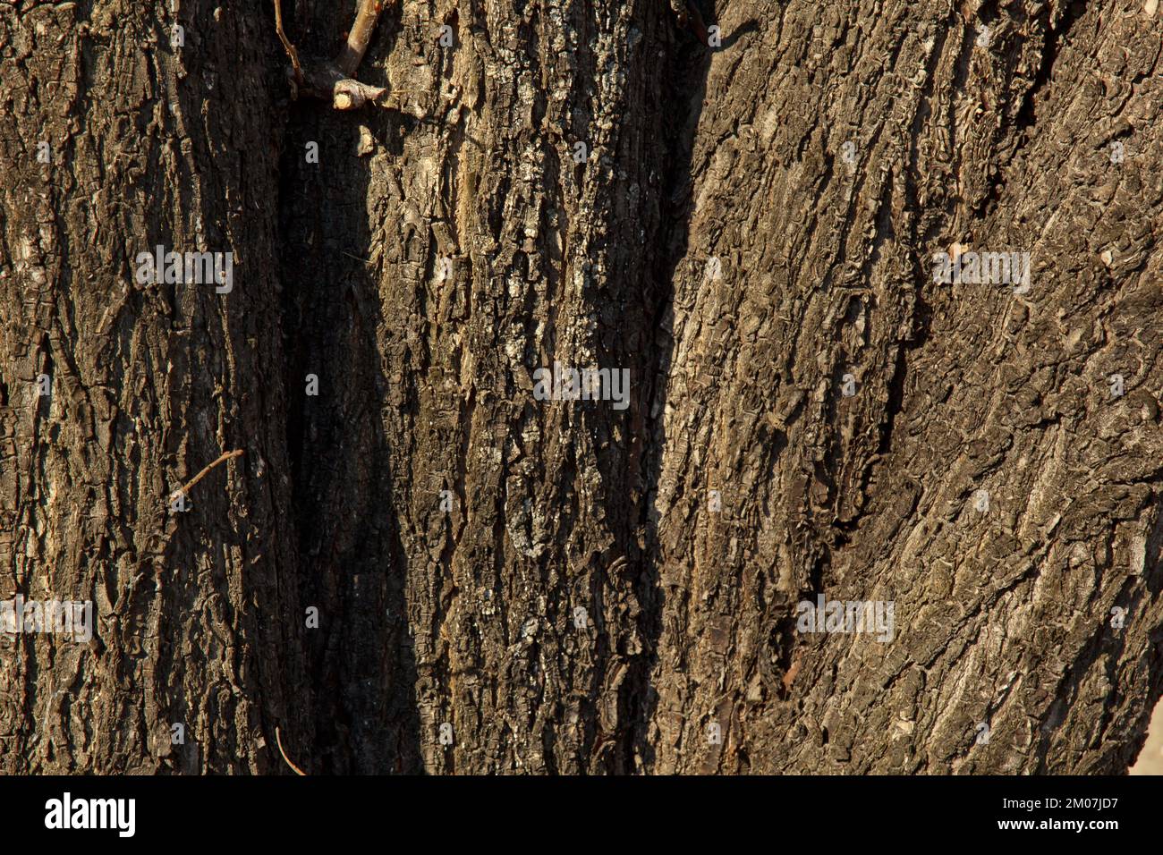 cracked tree bark close-up. old wood texture. background Stock Photo ...