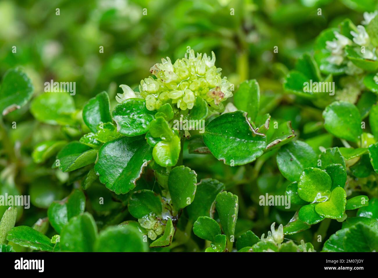 closeup shot of the tiny overgrown soleirolia soleirolii leaves Stock ...